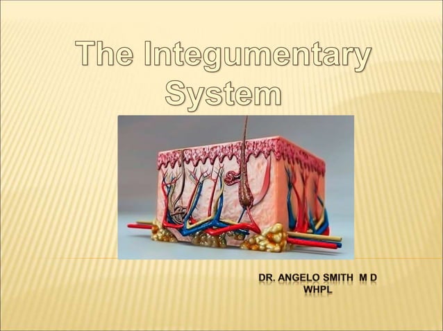 Integumentary system | PPT | Skin and Dermatology | Diseases and Conditions