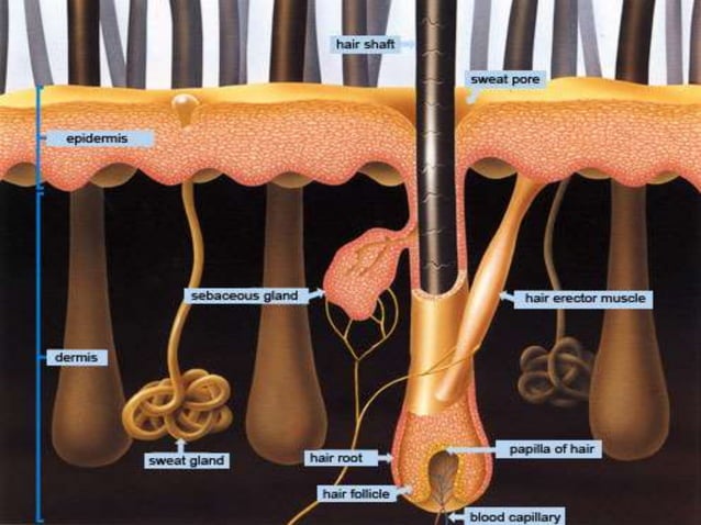 Integumentary system | PPT | Skin and Dermatology | Diseases and Conditions
