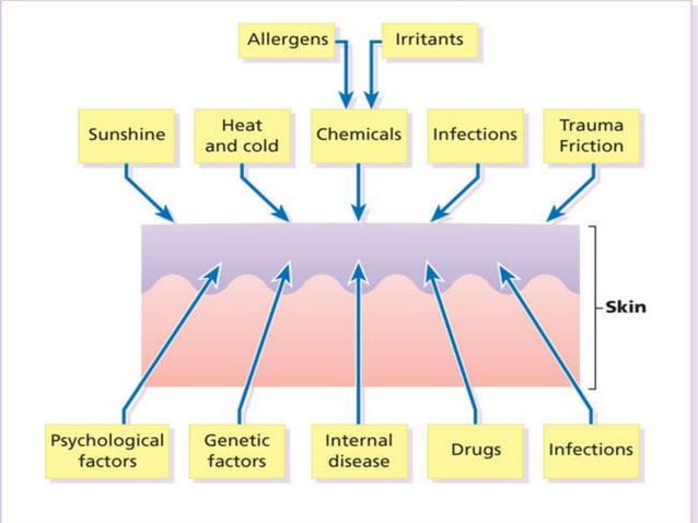 Integumentary system | PPT | Skin and Dermatology | Diseases and Conditions