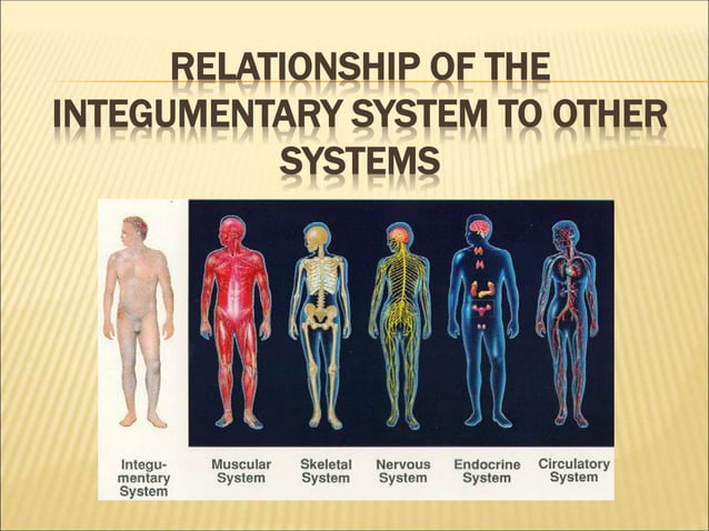 Integumentary system | PPT | Skin and Dermatology | Diseases and Conditions