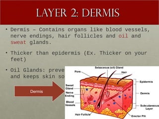 Integumentary system | PPT