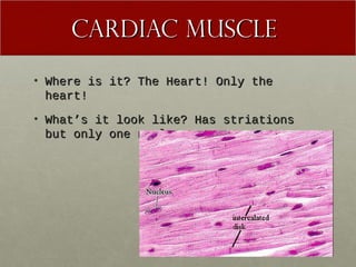 Integumentary system | PPT