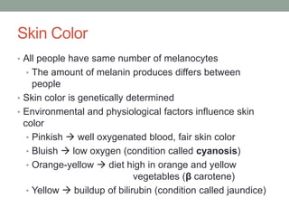 Integumentary system | PPTX
