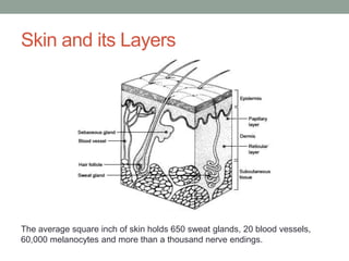 Integumentary system | PPTX