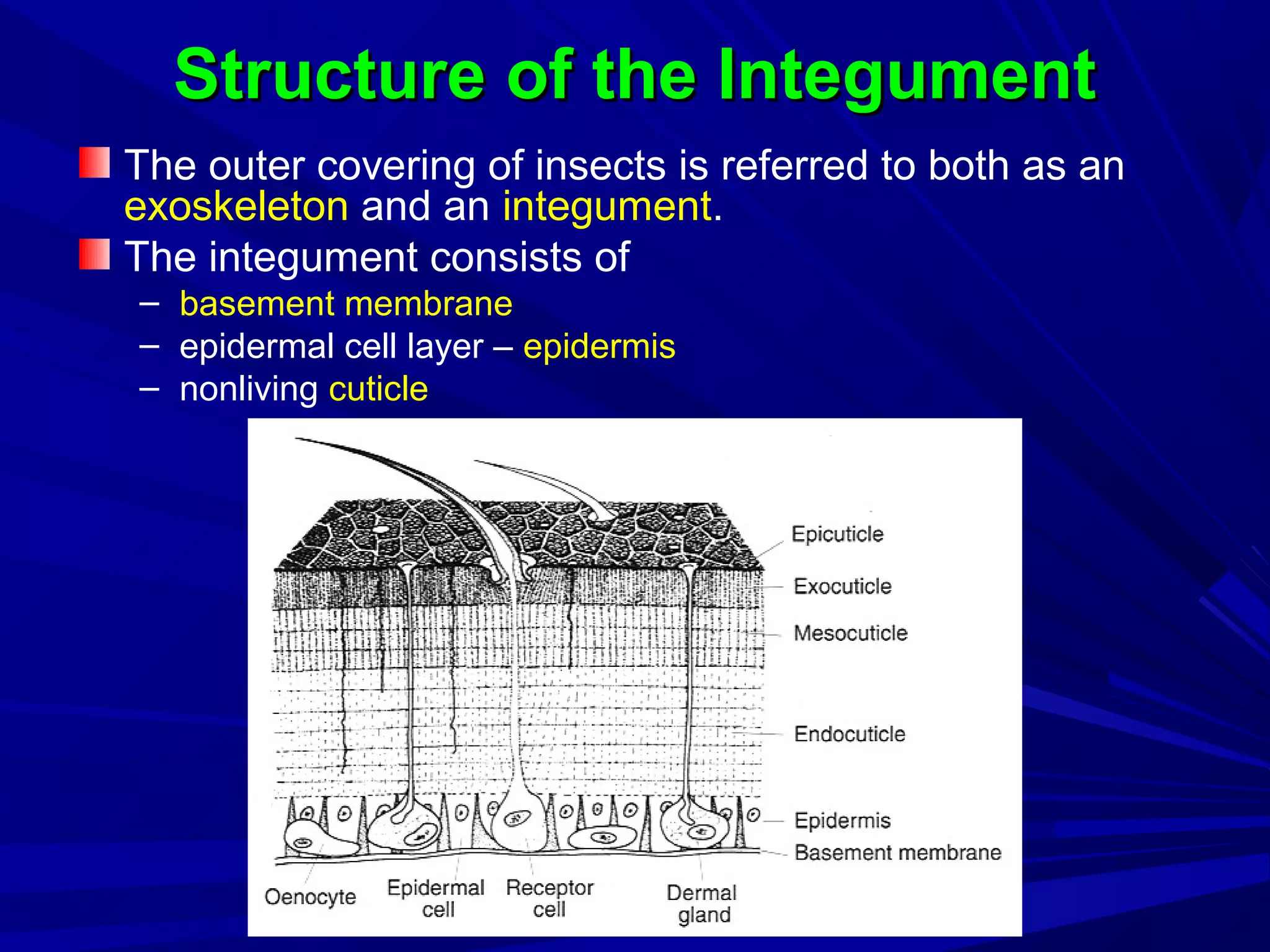 Integumentary system department of Agriculture abdul wali khan ...