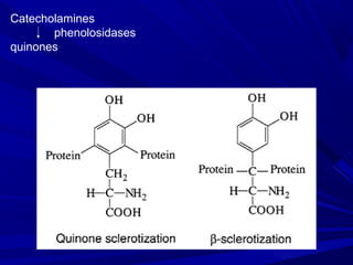 Integumentary system department of Agriculture abdul wali khan ...