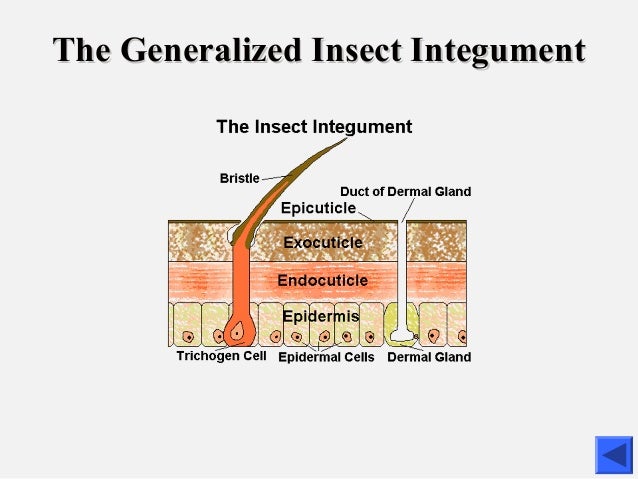 Integumentary system department of Agriculture abdul wali khan univer…