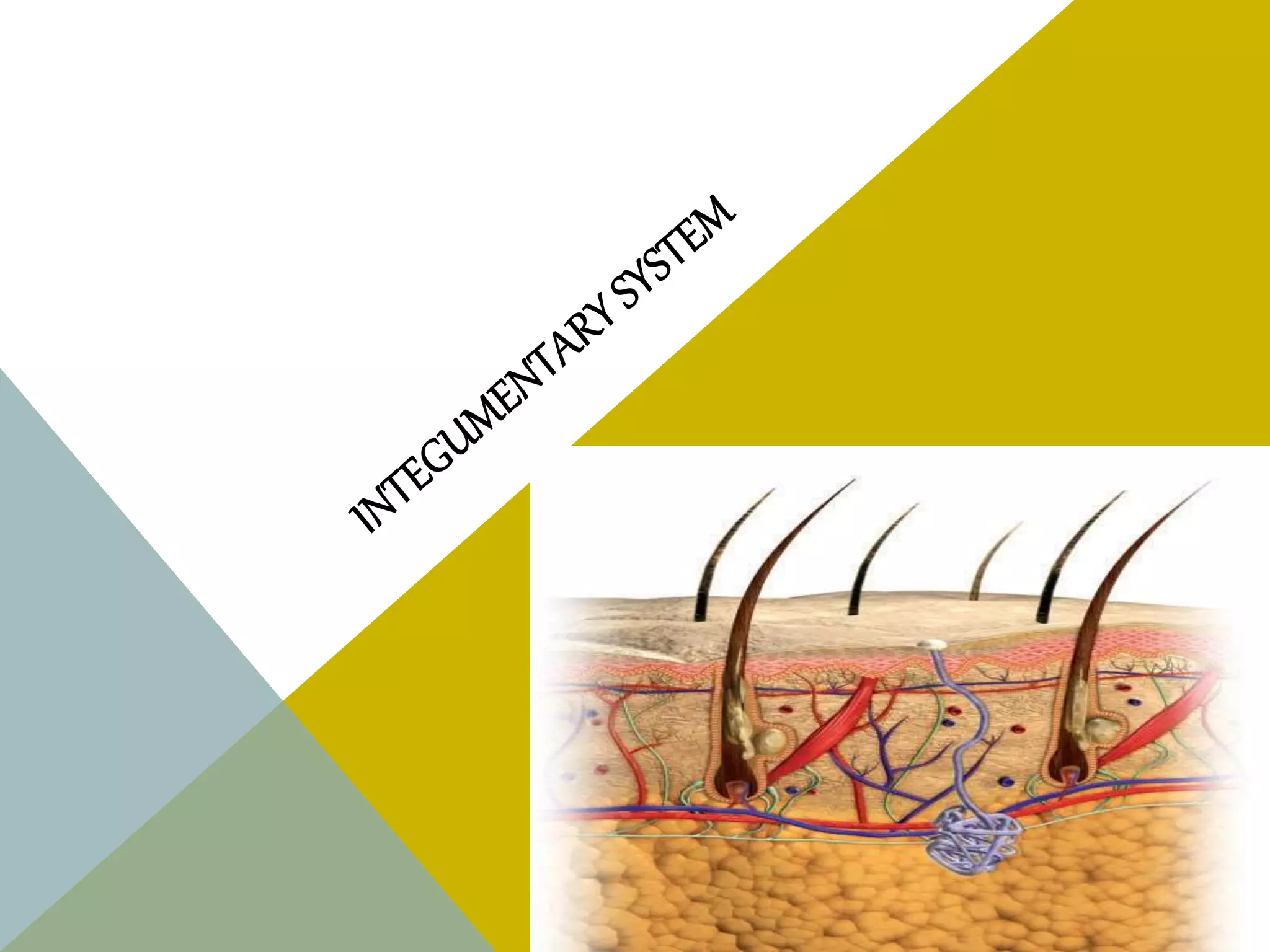 Integumentary system ppt | PPTX