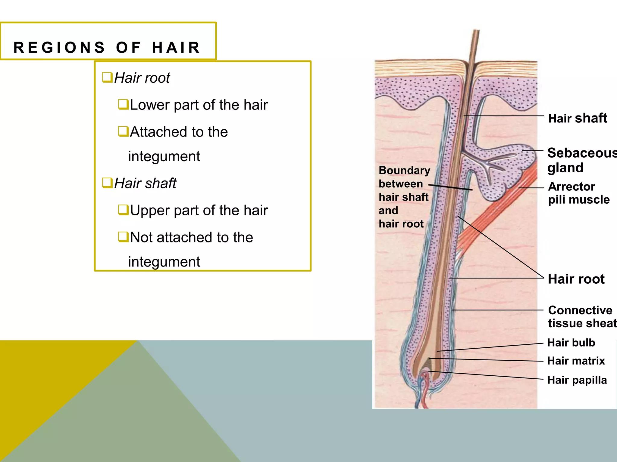 Integumentary system ppt | PPTX