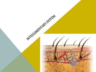 Integumentary system ppt | PPTX