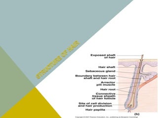 Integumentary system ppt | PPTX