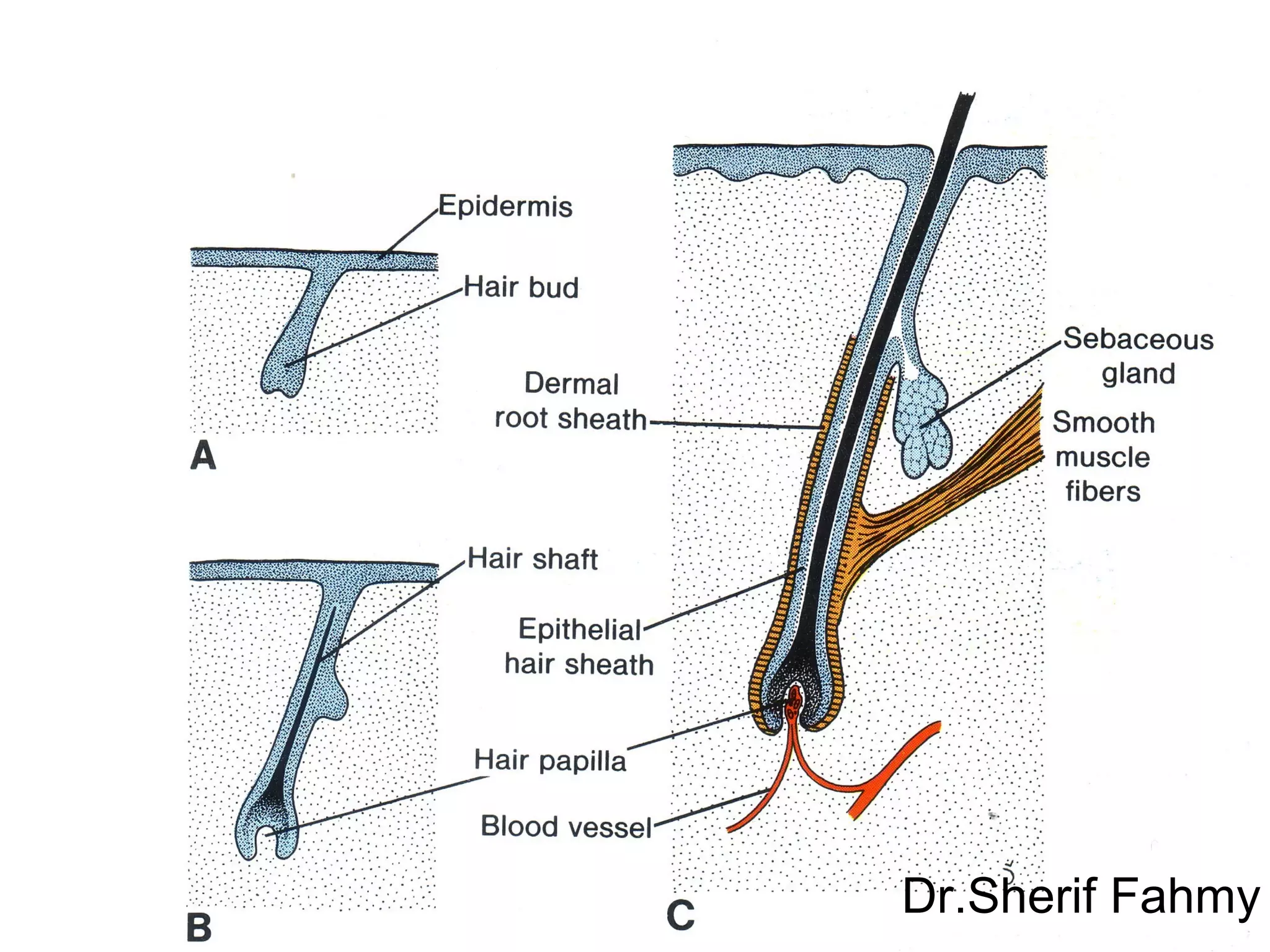 Developmet of Integumentary System (Special Embryology) | PPS
