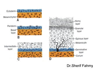 Anat2511 Integumentary System Embryology