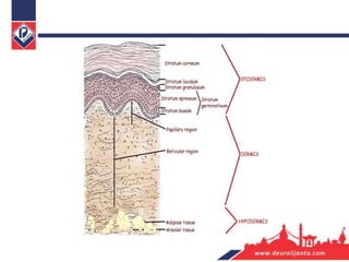 Integumentary system | PPTX