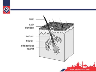 Integumentary System Drawing