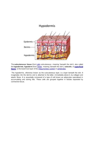 Integumentary system | PDF