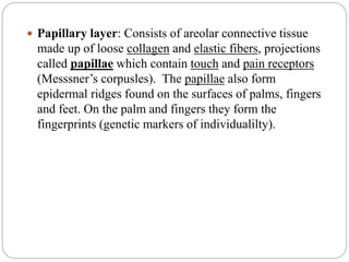 Integumentary system | PPTX