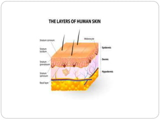 Integumentary system | PPTX