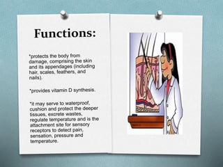Integumentary system | PPTX