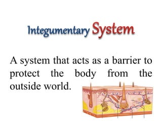 Integumentary System | PPTX