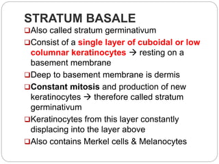 Integumentary system | PPTX