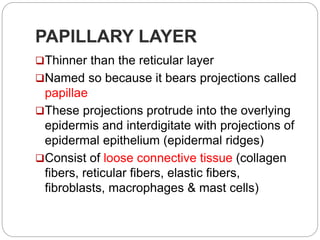 Integumentary system | PPTX
