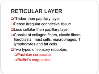 Integumentary system | PPTX