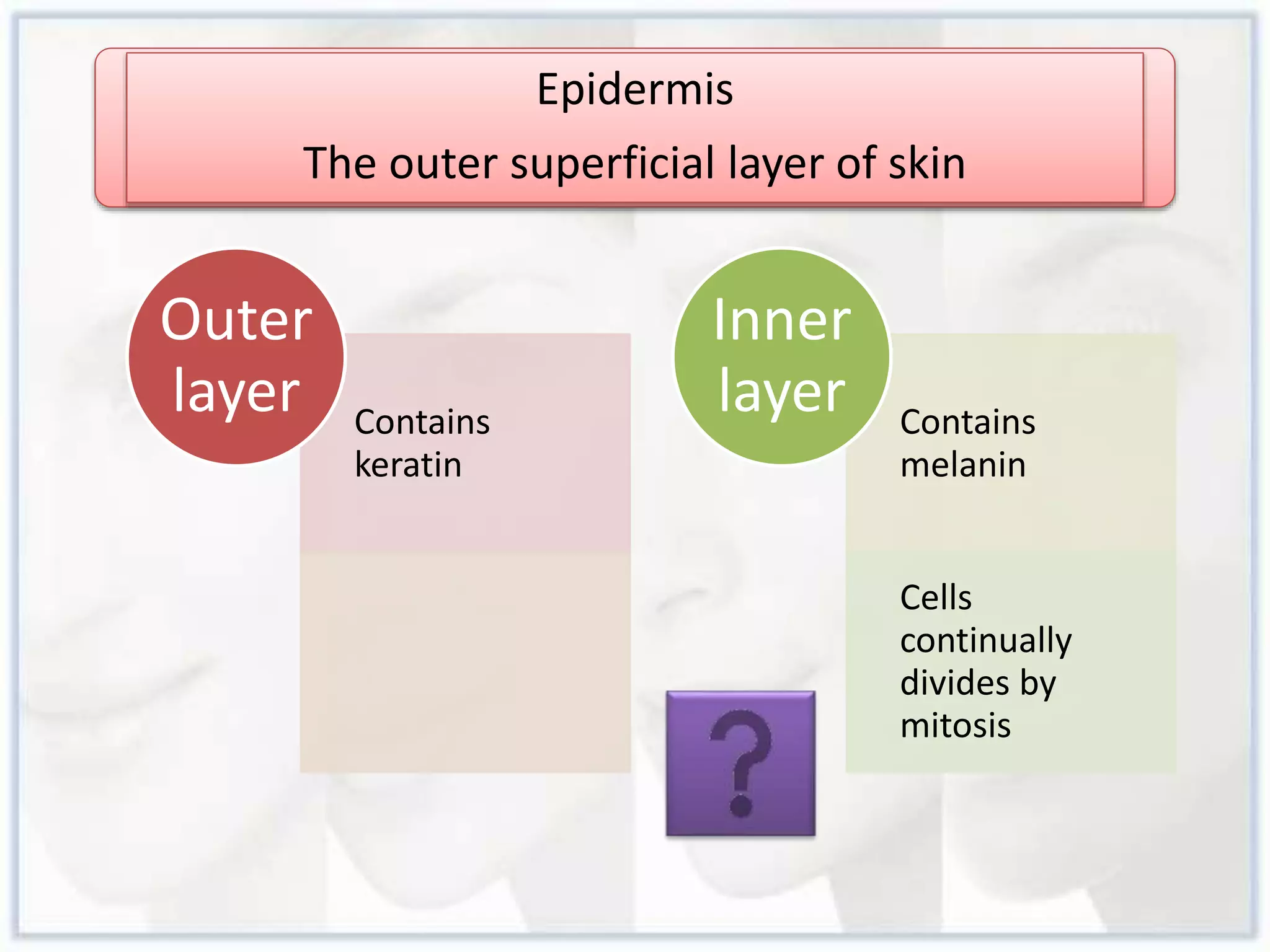 Integumentary system | PPT