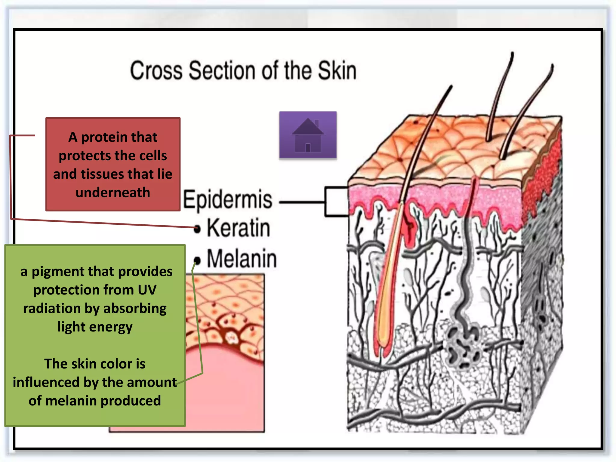 Integumentary system | PPT