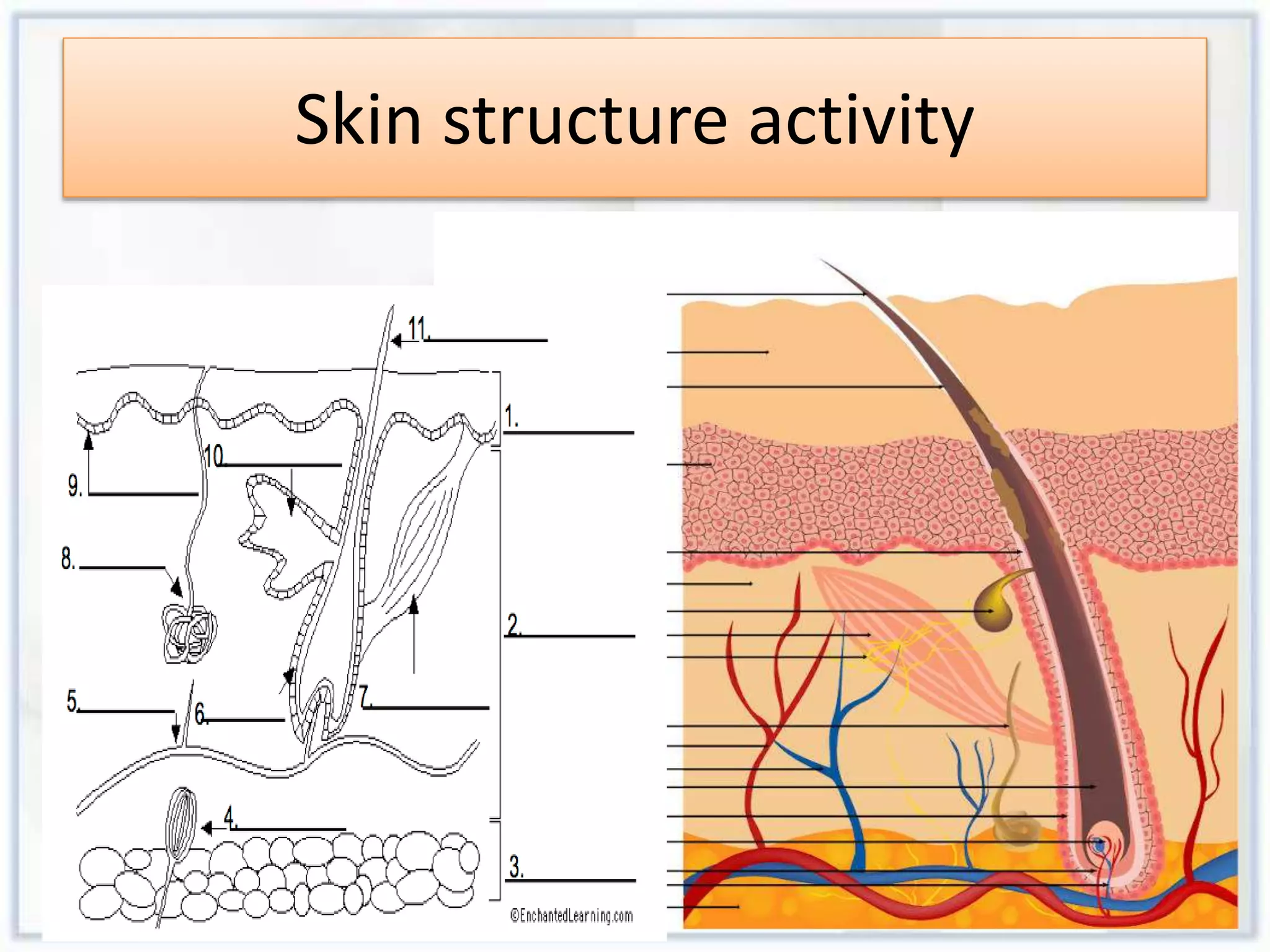 Integumentary system | PPT