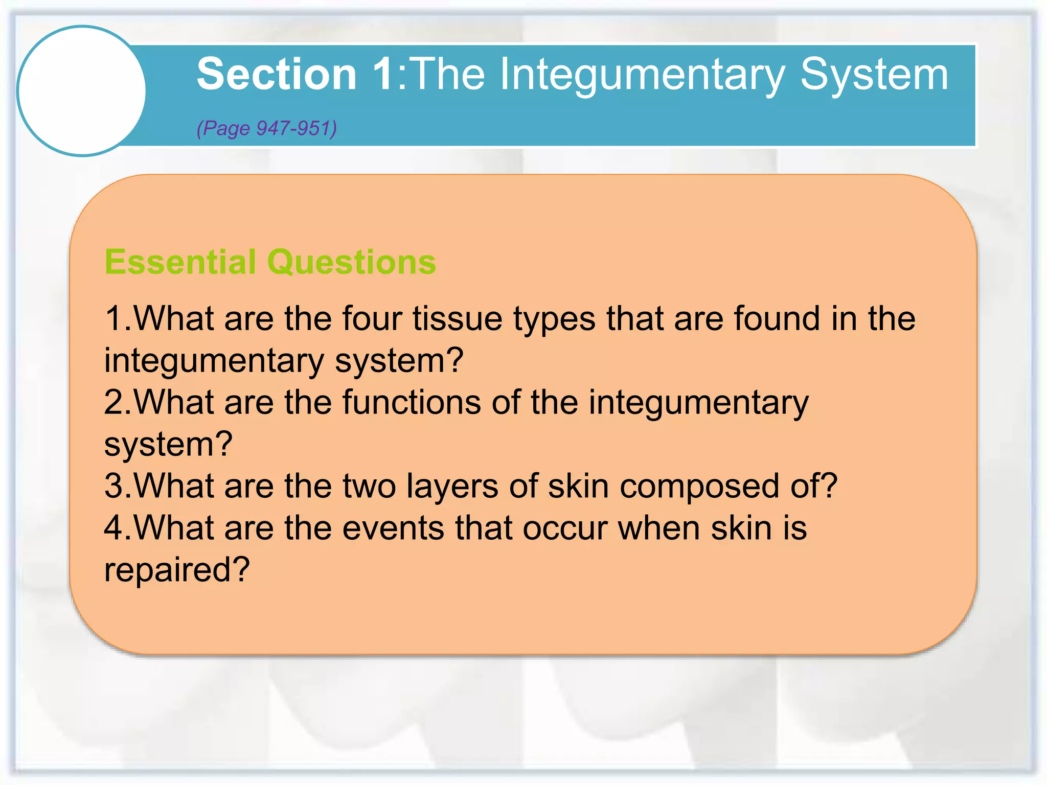 Integumentary system | PPT