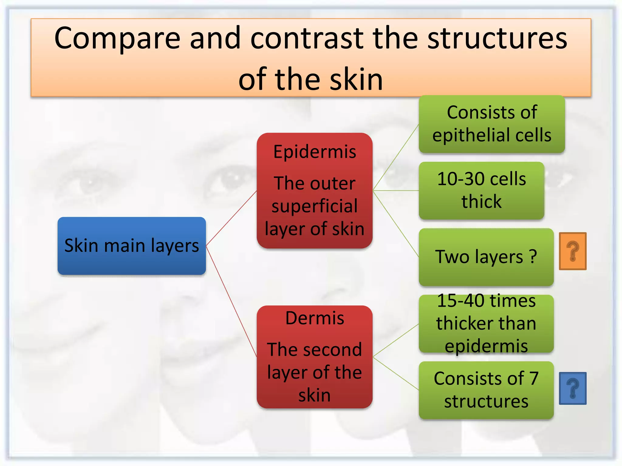 Integumentary system | PPT