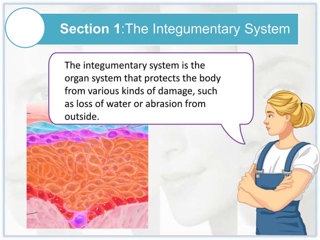 Integumentary system | PPT
