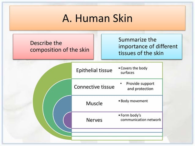 Integumentary system | PPT