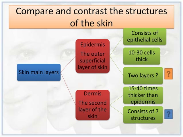 Integumentary system | PPT