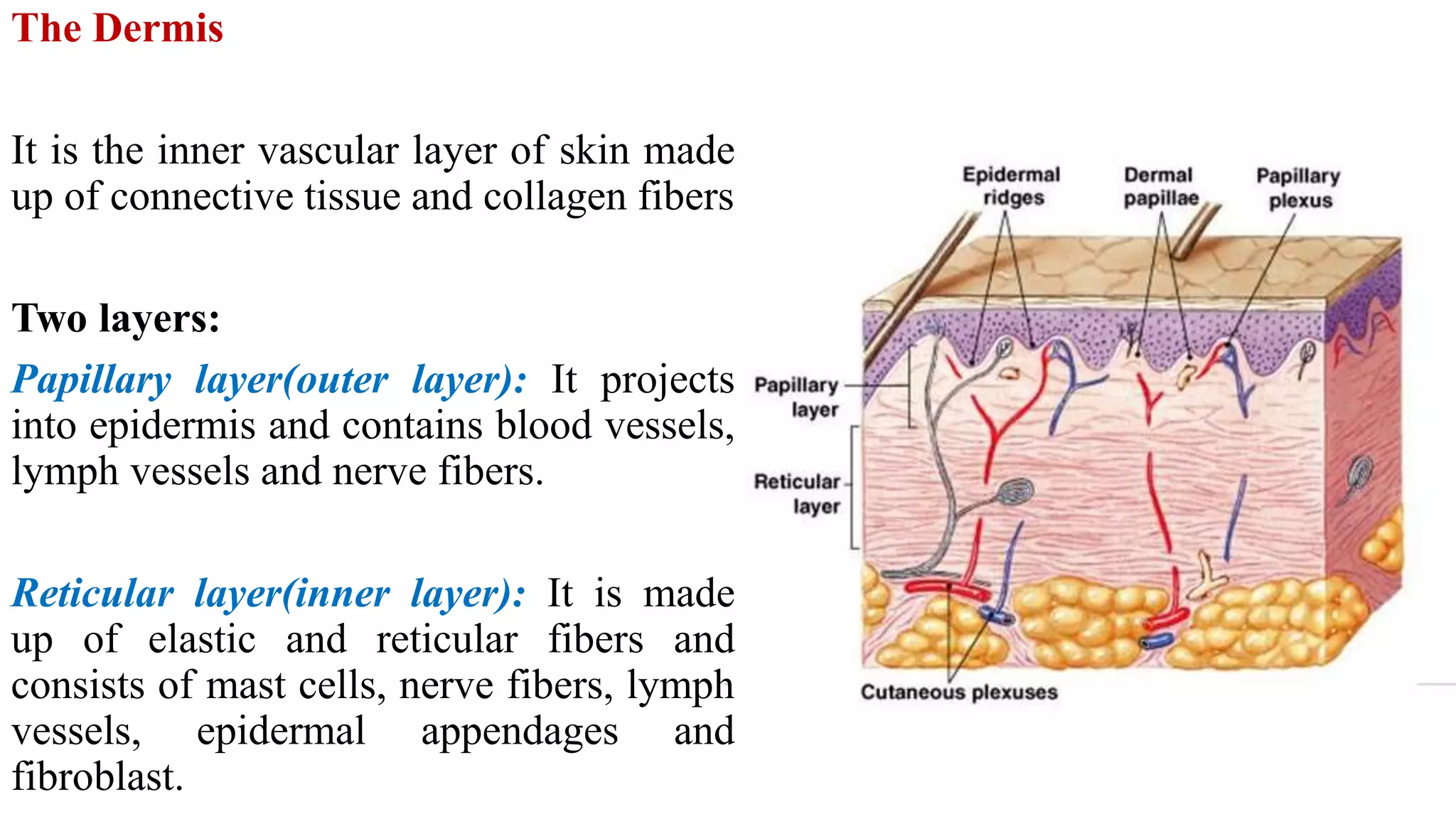 Integumentary system | PPTX