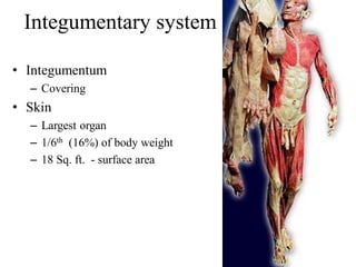 Integumentary system | PPT