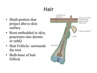 Integumentary system | PDF