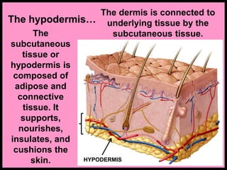 Integumentary system | PPT