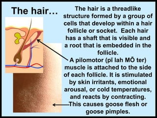 Integumentary system | PPT | Skin and Dermatology | Diseases and Conditions