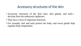 Integumentary system | PPTX
