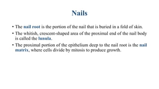 Integumentary system | PPTX
