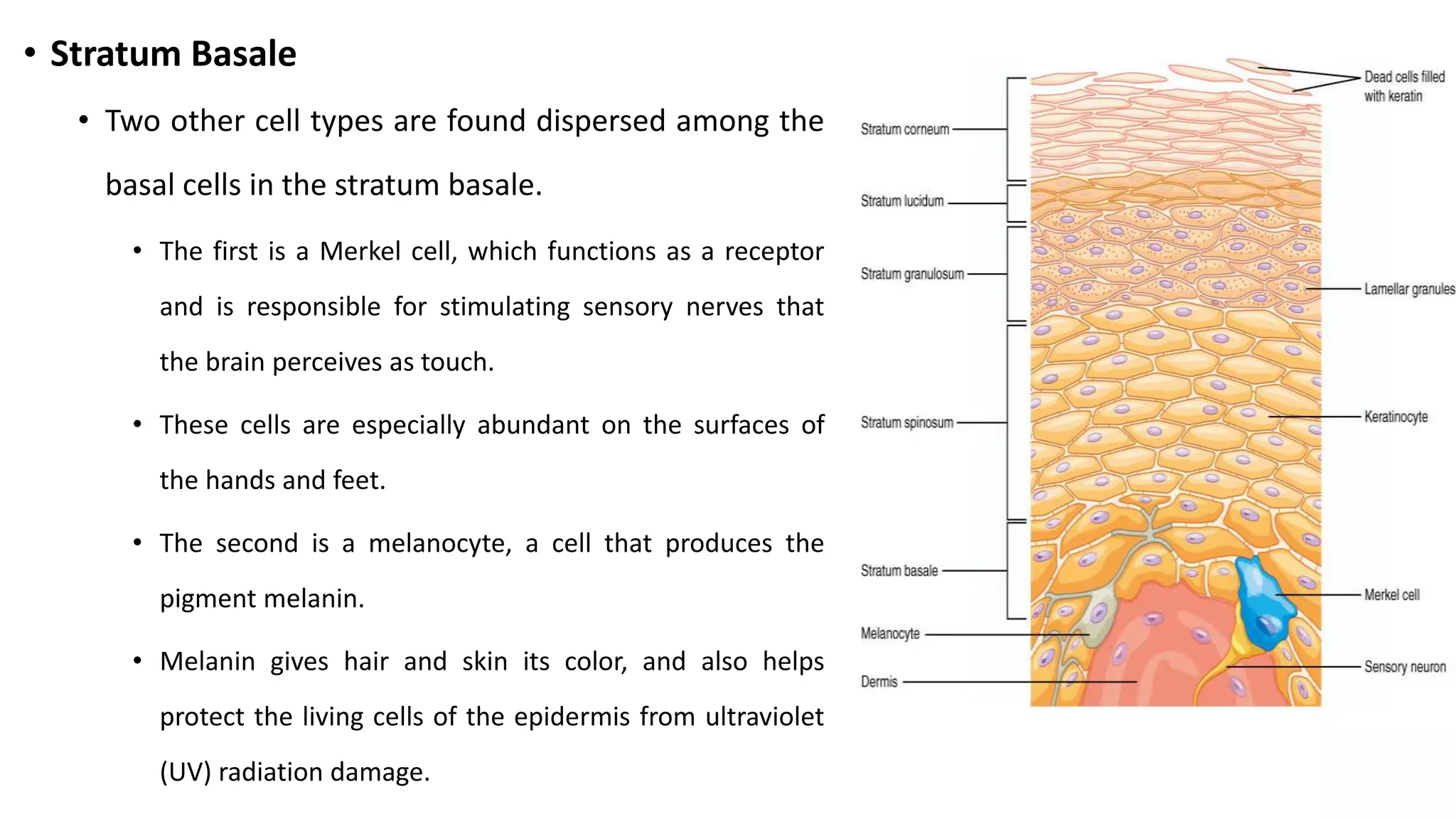 Integumentary System.pptx