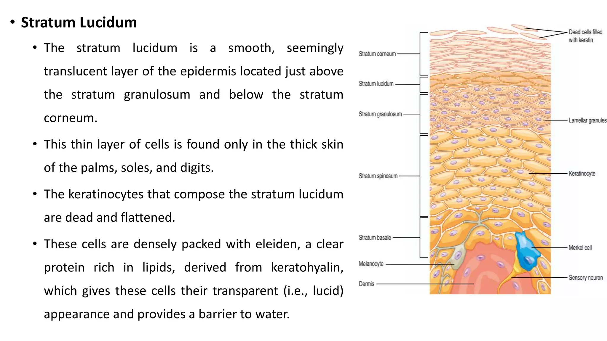 Integumentary System.pptx