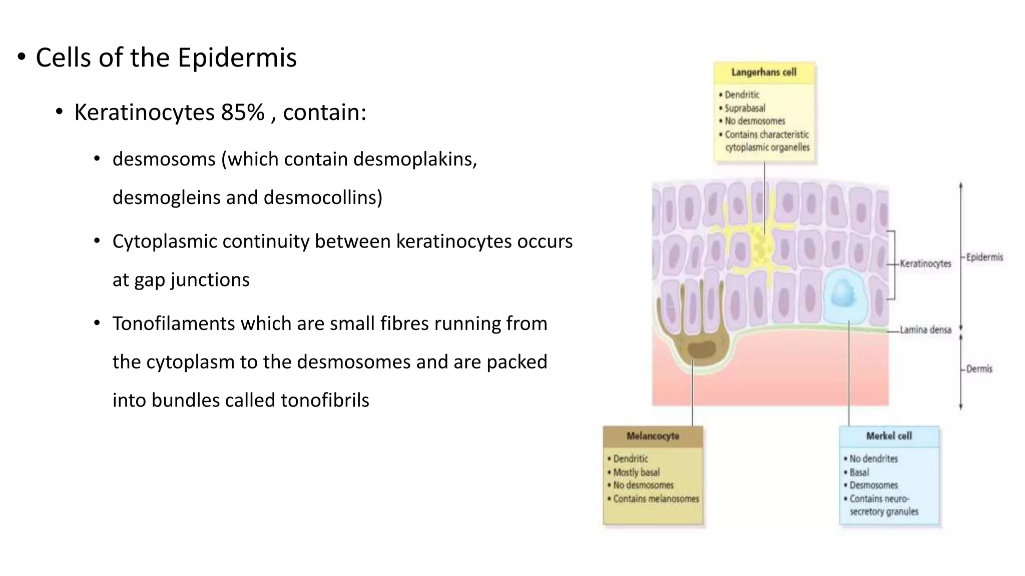 Integumentary System.pptx