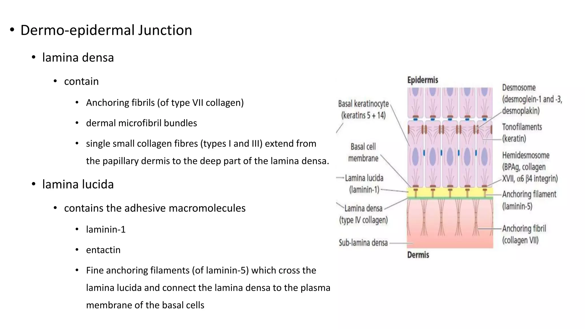 Integumentary System.pptx