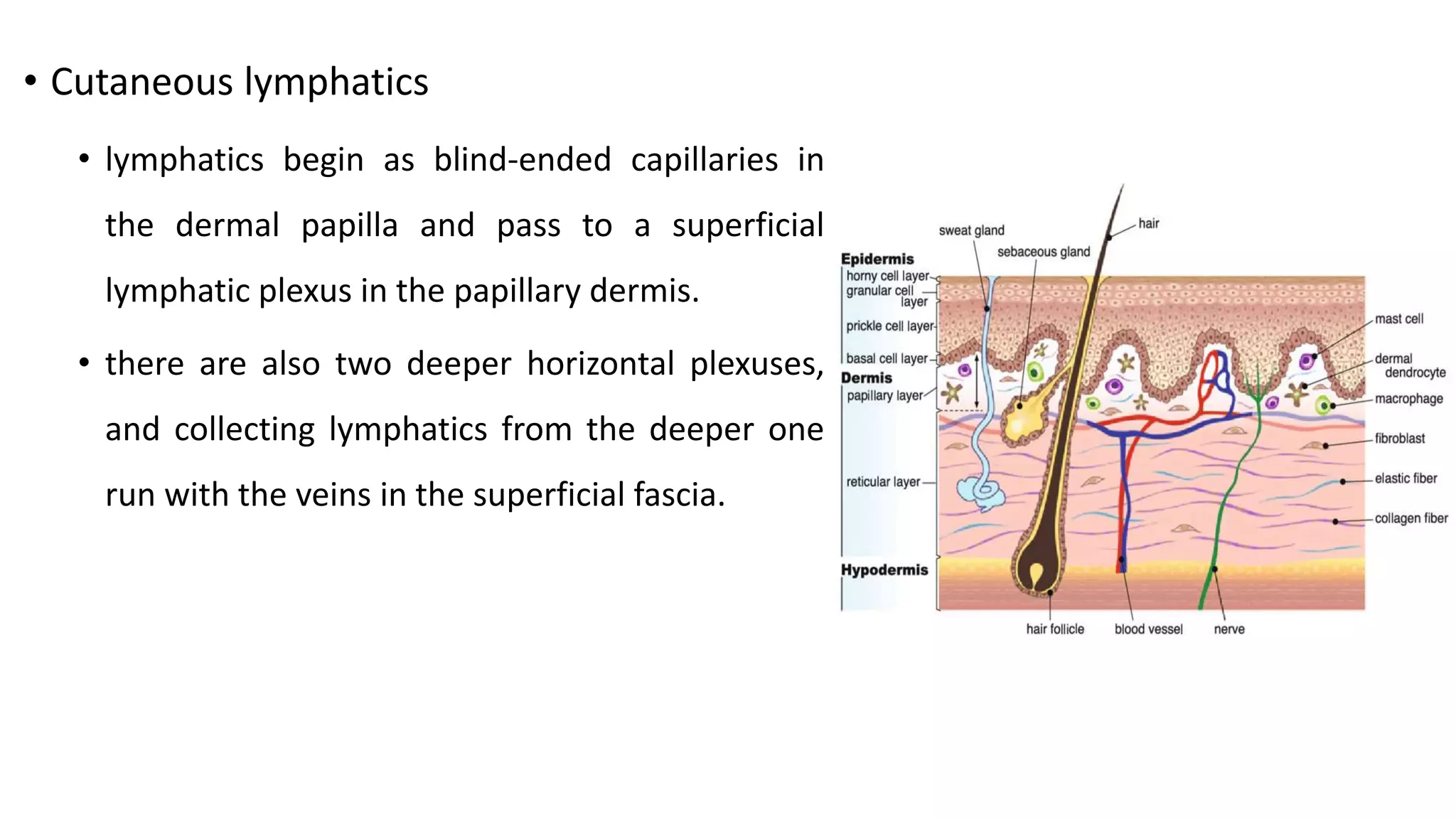 Integumentary System.pptx