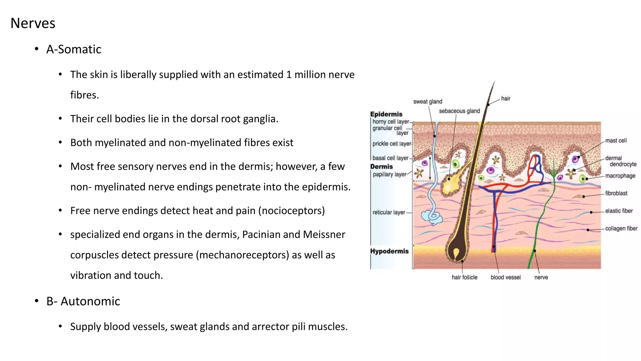 Integumentary System.pptx