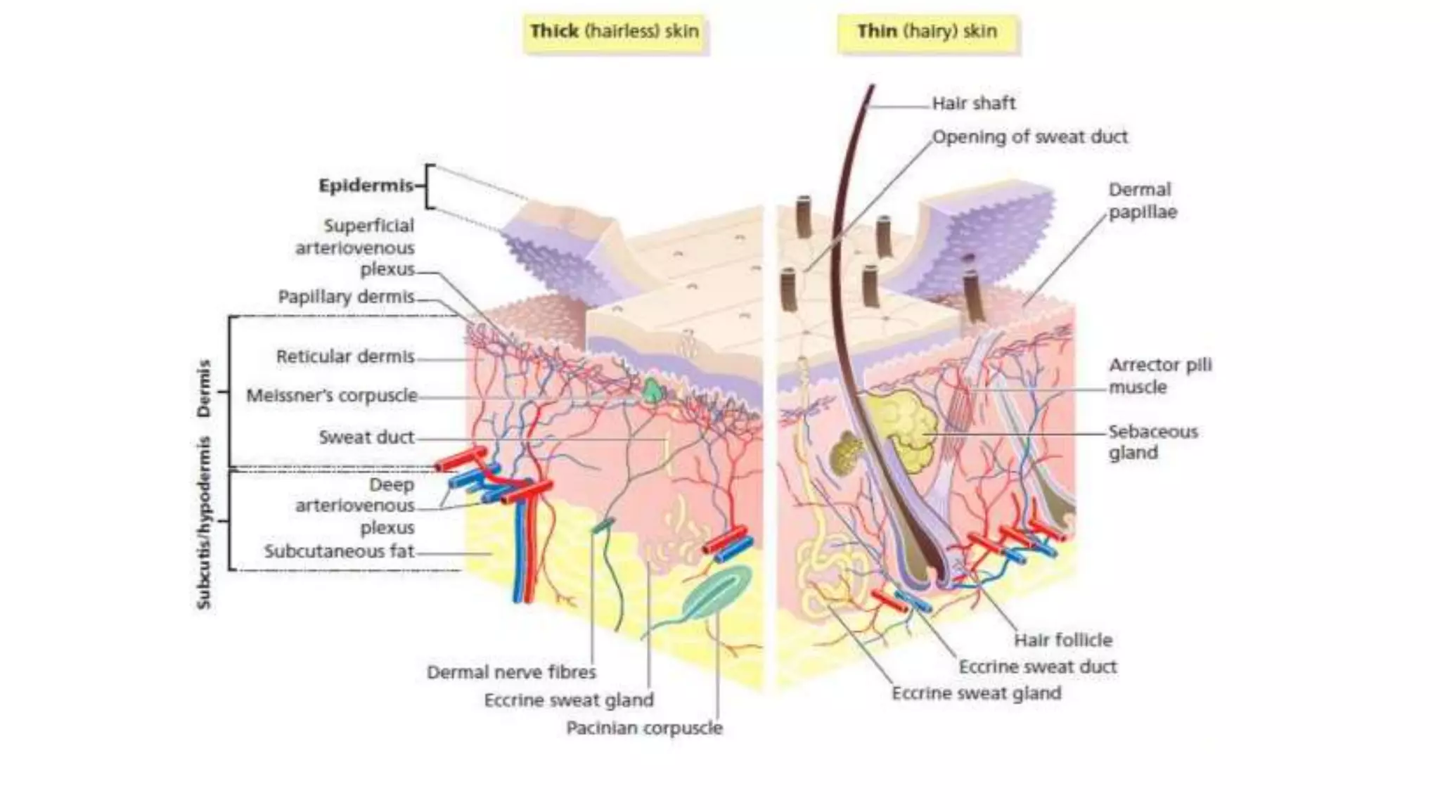 Integumentary System.pptx