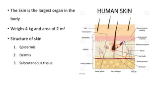 Integumentary System.pptx